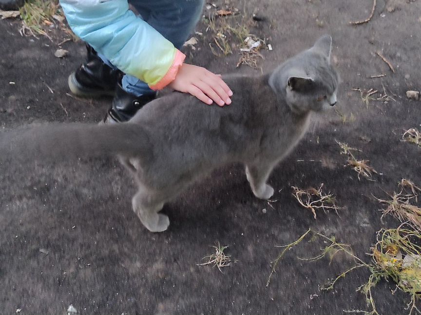 Найден кот Гастелло 13