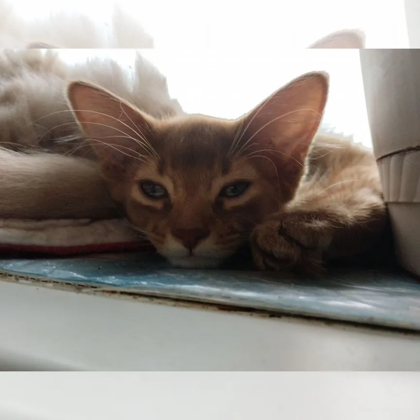 Котята сомали
