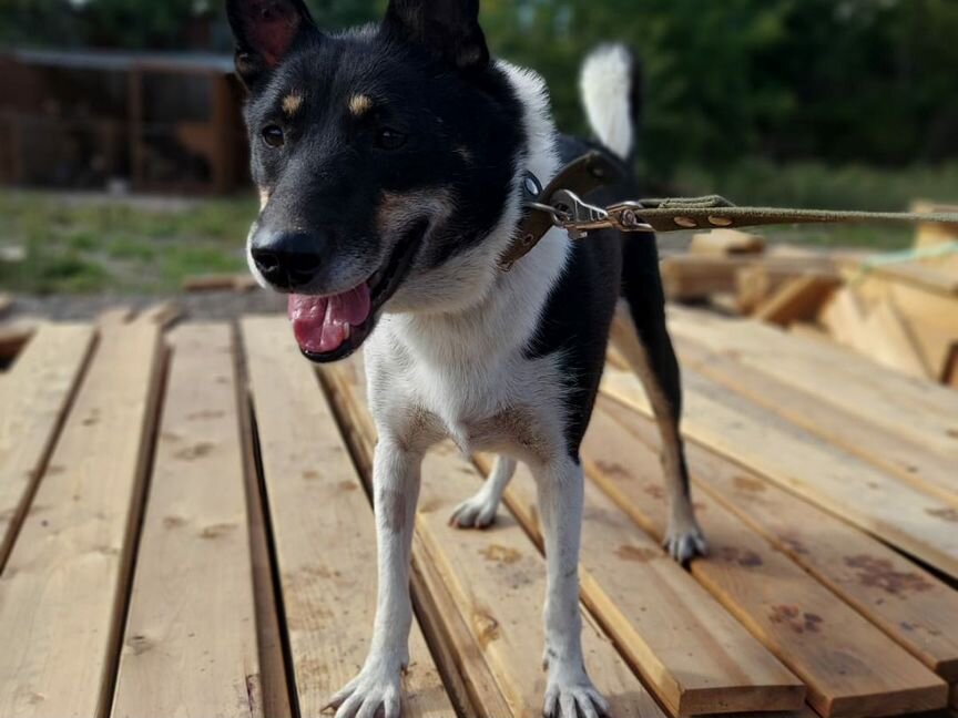 Лайка(фенотип)