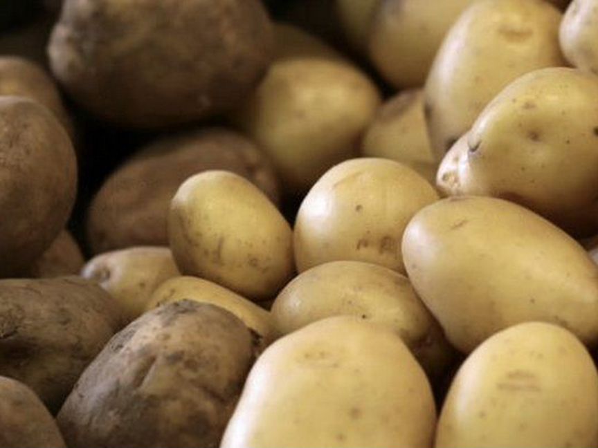 Продам картофель на корм скоту