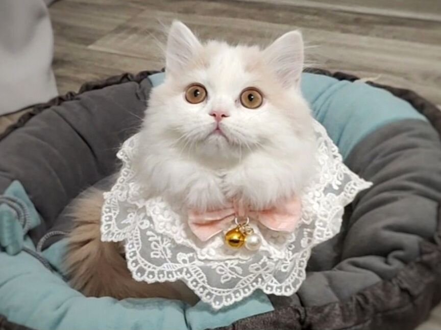 Элитный шотландский котёнок