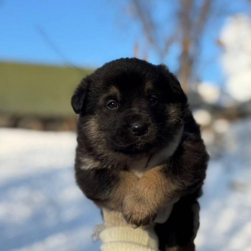 Щенки мальчики и девочки