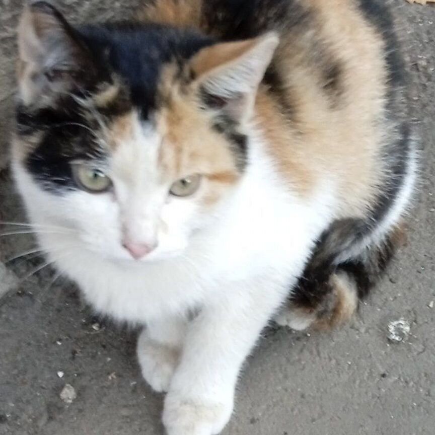 Две девчульки в добрые руки