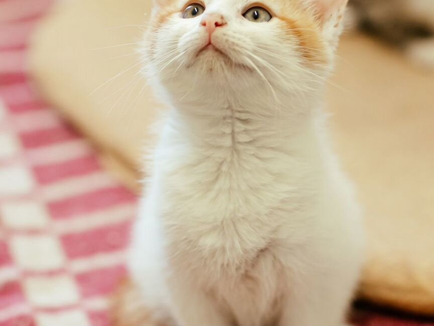 Котенок Кенни ищет дом