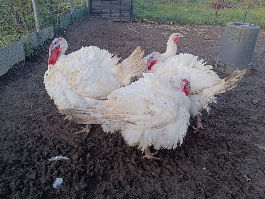 Индюк броллер