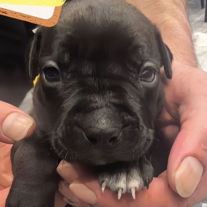 Американский стаффордширский терьер, щенок