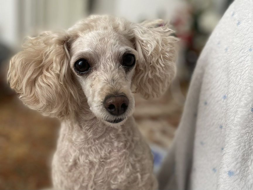 Щенки карликового пуделя