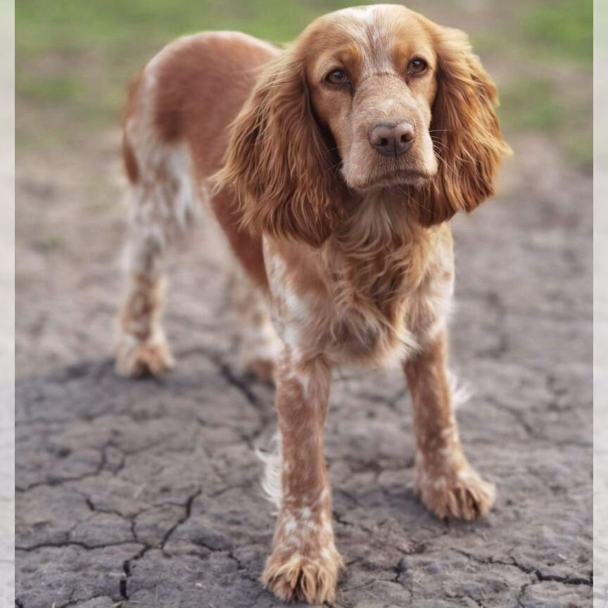 Русский охотничий спаниель, взрослая собака