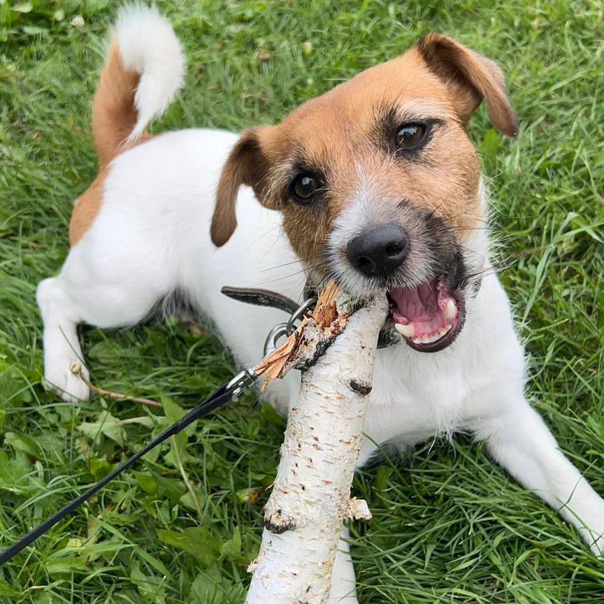 Джек-рассел-терьер, щенок