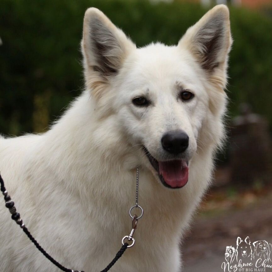 Белая швейцарская овчарка, взрослая собака