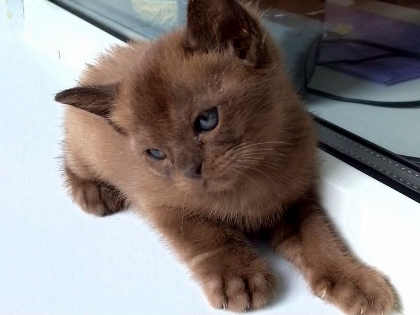 Бурманские котята