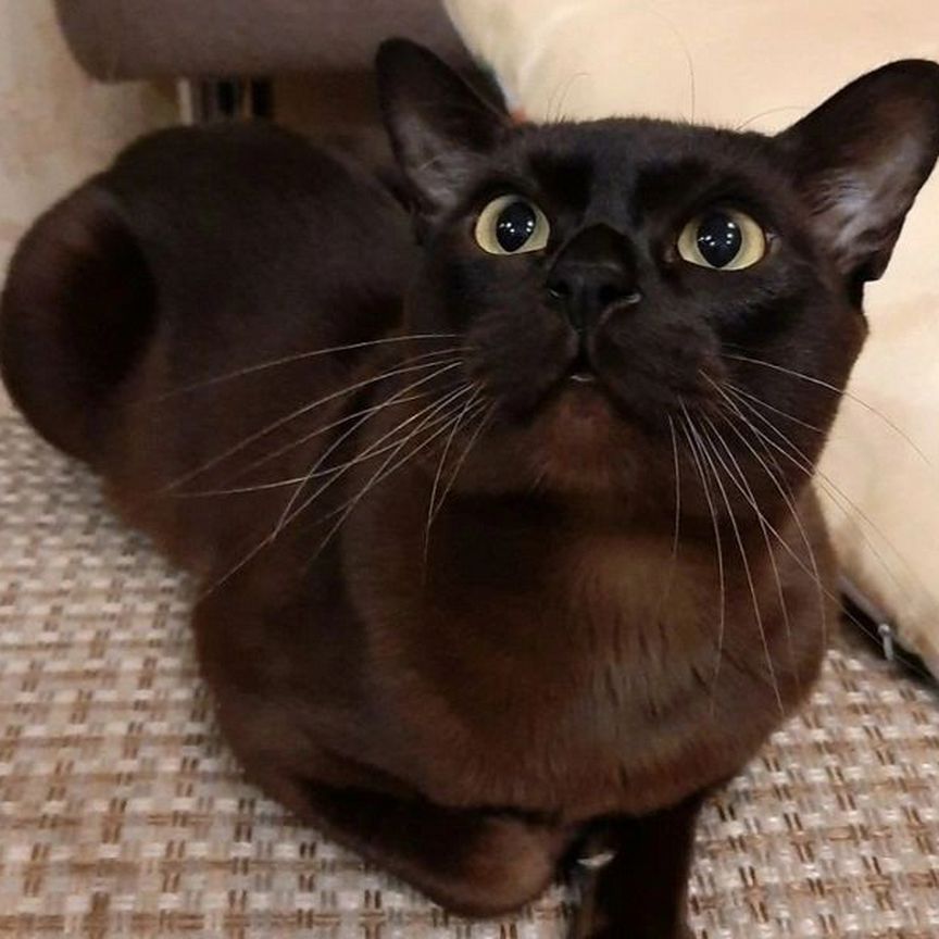 Вязка бурманский кот