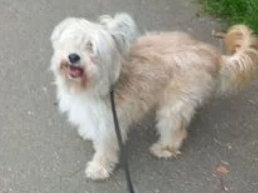 Китайская хохлатая пуховая