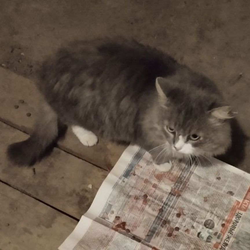 Котик Пушок ищет семью
