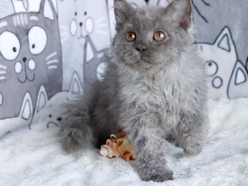 Голубой котёнок селкирк-рекс