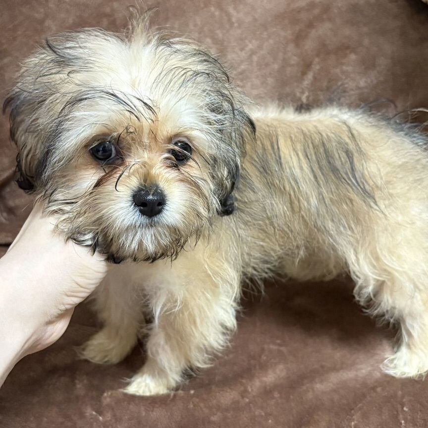 Мальтипу, щенок