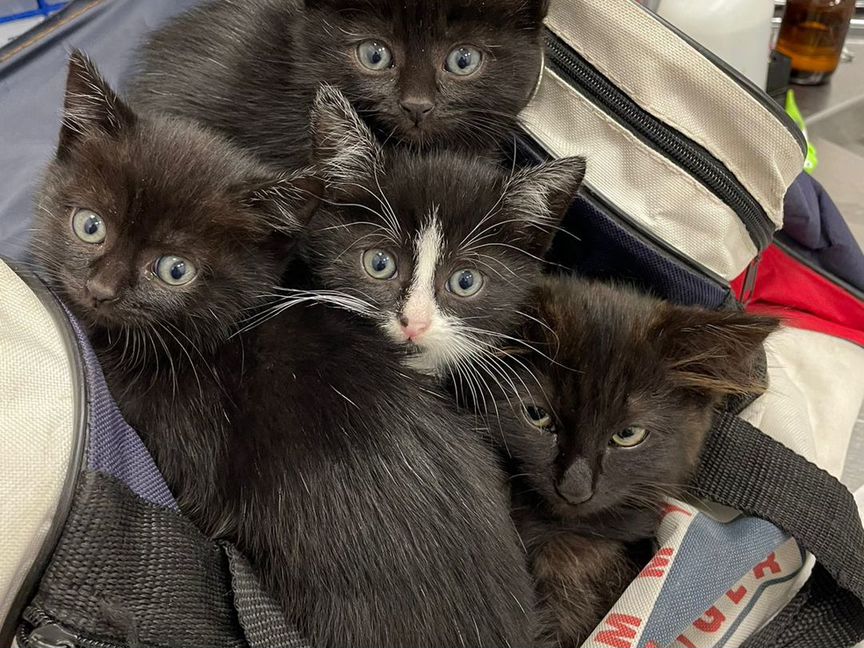 4 маленьких котёнка