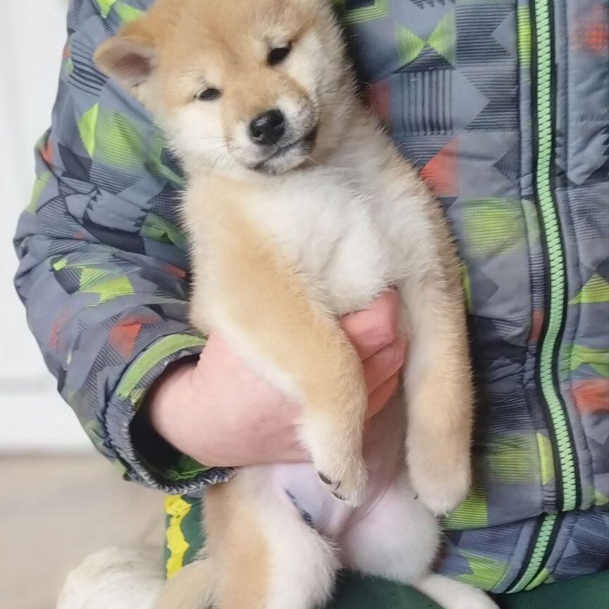 Сиба Ину мальчик щенок