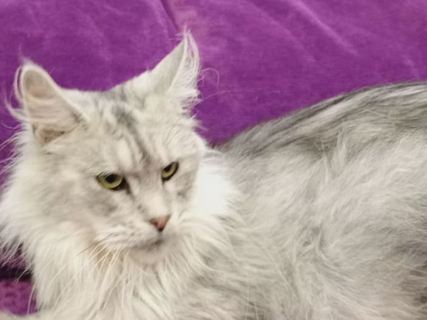 Ищем дом кошке породы Мейн-кун