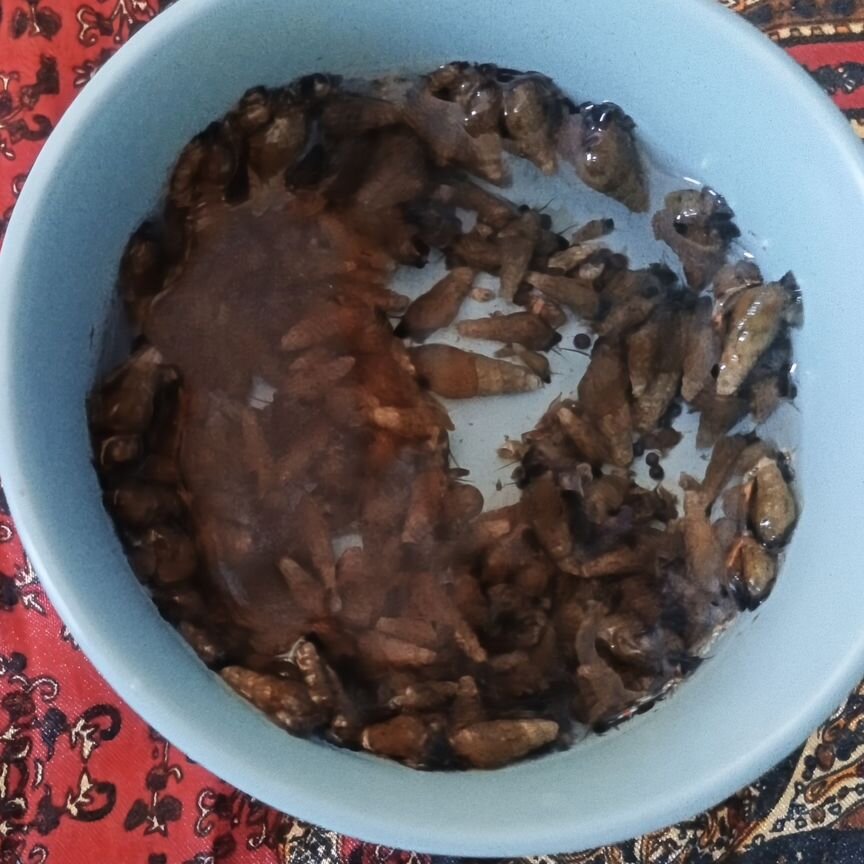 Улитки мелании