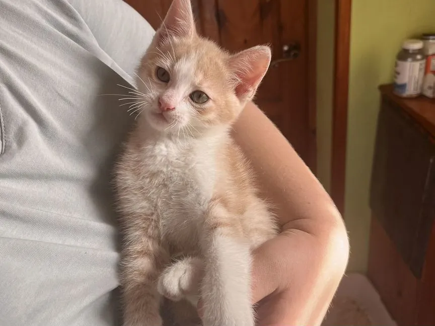 Кошка