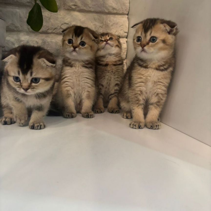 Шотландские вислоушки