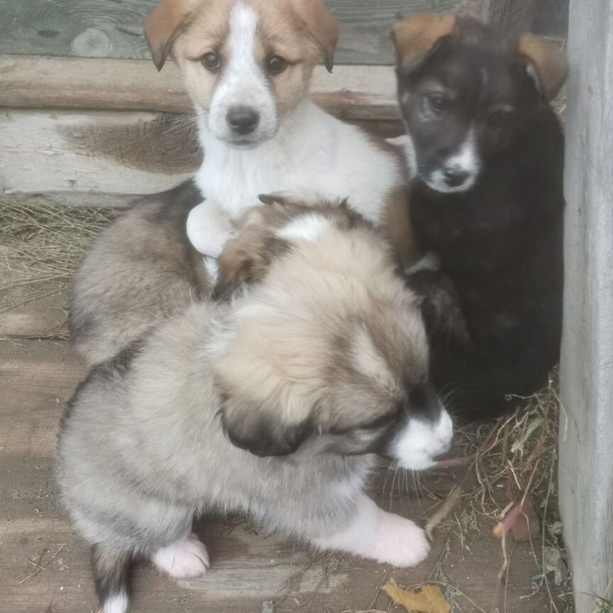 Родились на даче ищем самый лучший дом