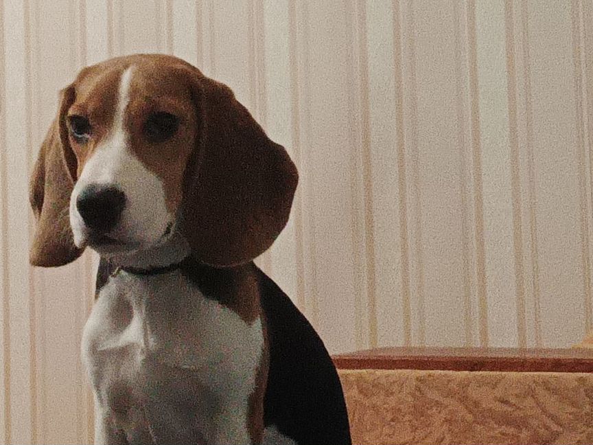 Отдам щенка в добрые руки