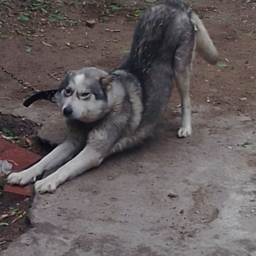 Щенки в добрые руки бесплатно
