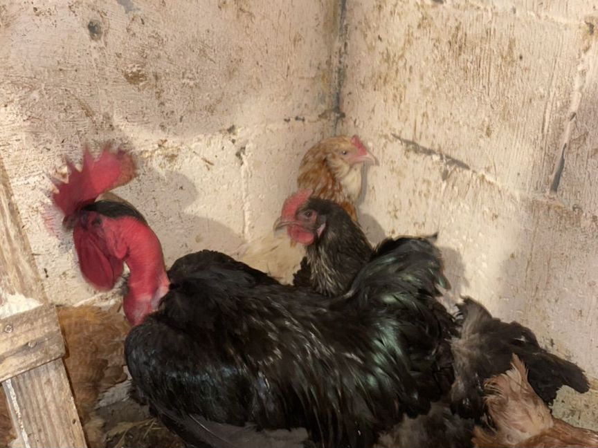 Продам курей нескшек