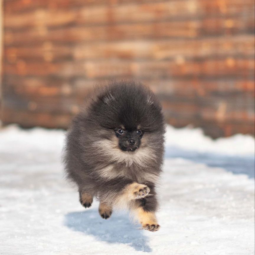 Померанский шпиц