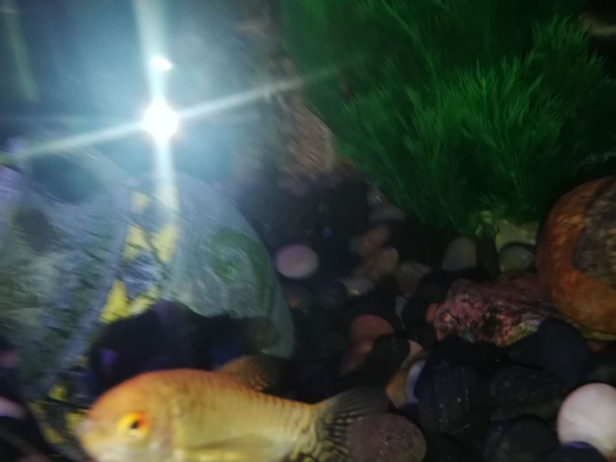 Рыбка гурами