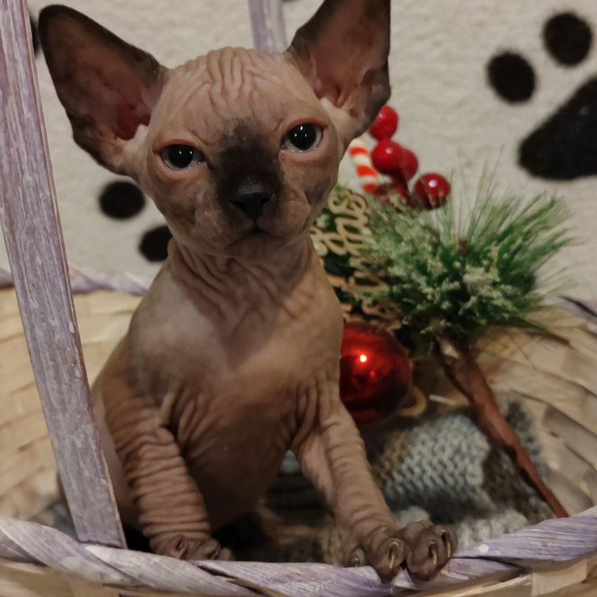 Котята сфинкс