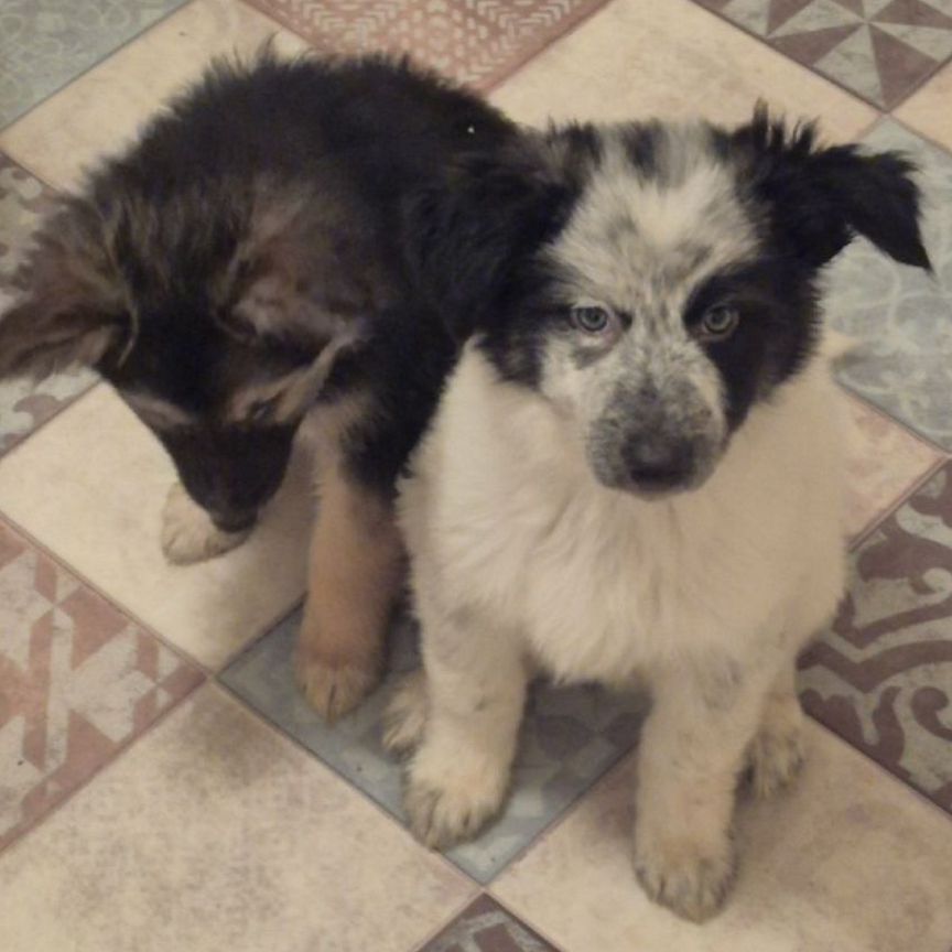 Щенок в добрые руки