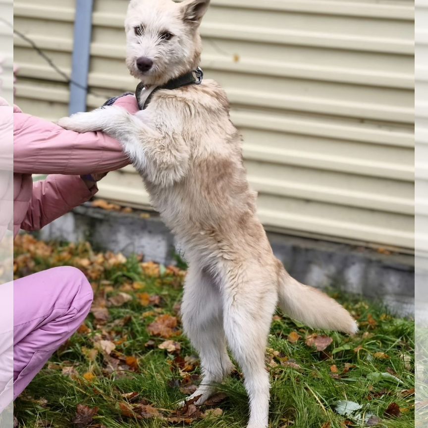 Щенок в добрые руки