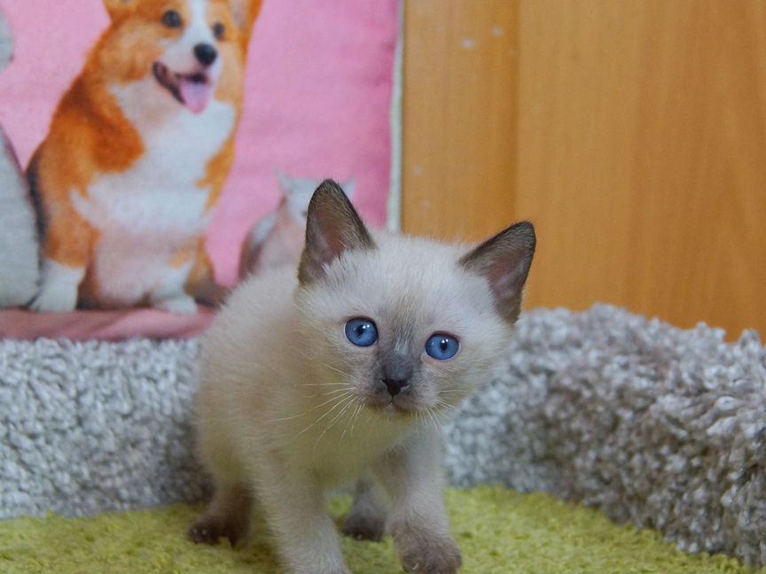 Котята породы той-боб