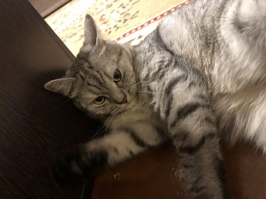 Кошка в дар