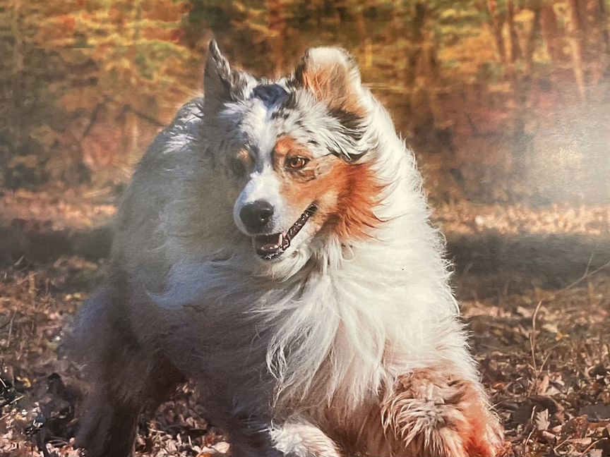 Собака