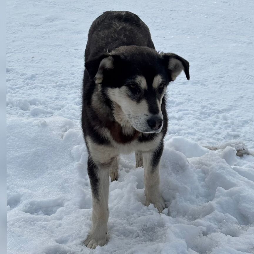 Взрослый пёс в добрые руки