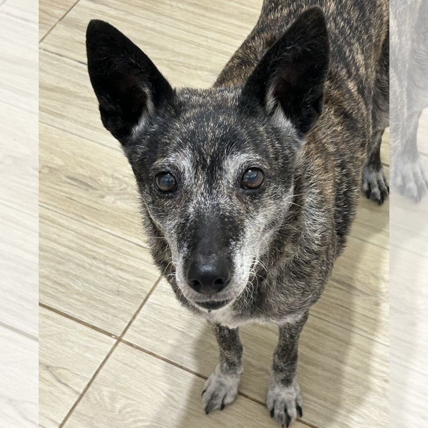 Взрослая собака в добрые руки