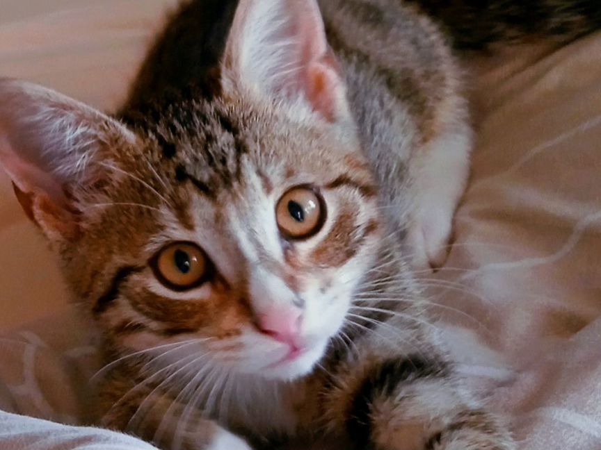 Котенок в добрые руки приучен к лотку