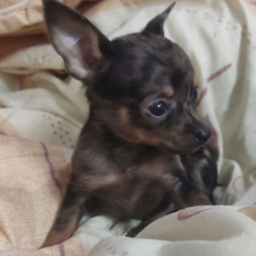 Супер Мальчик Чихуахуа