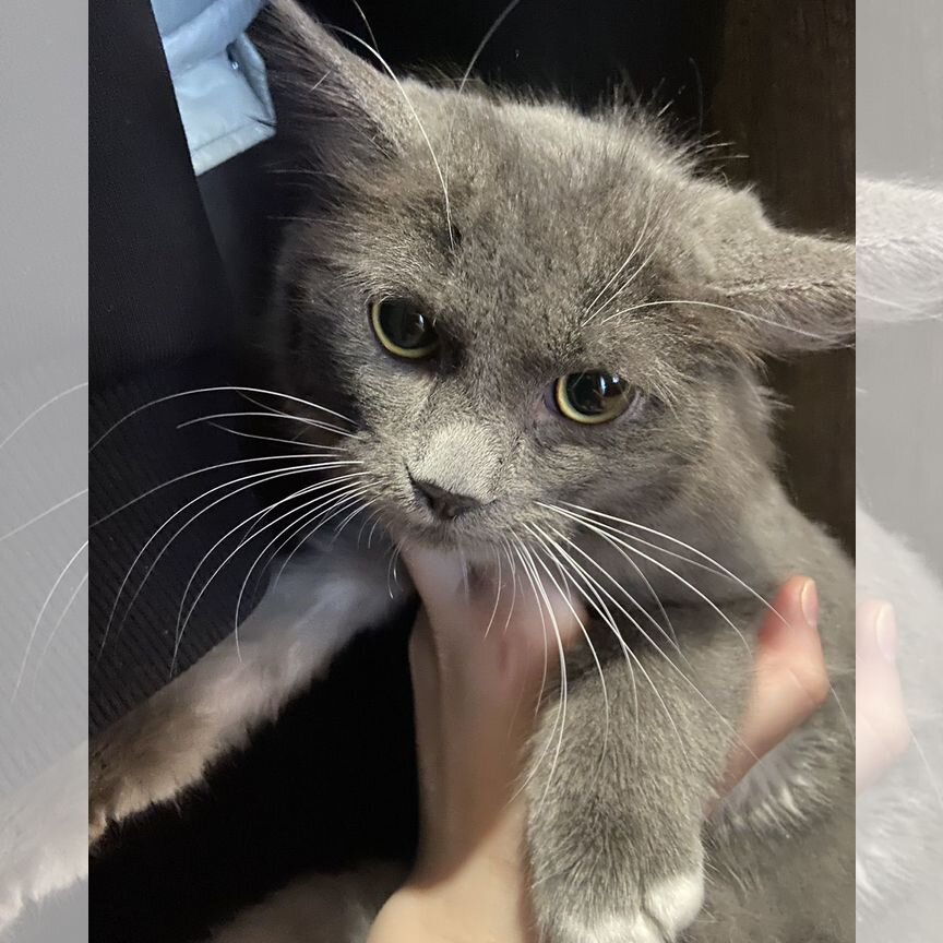 Британский длинношёрстный котёнок