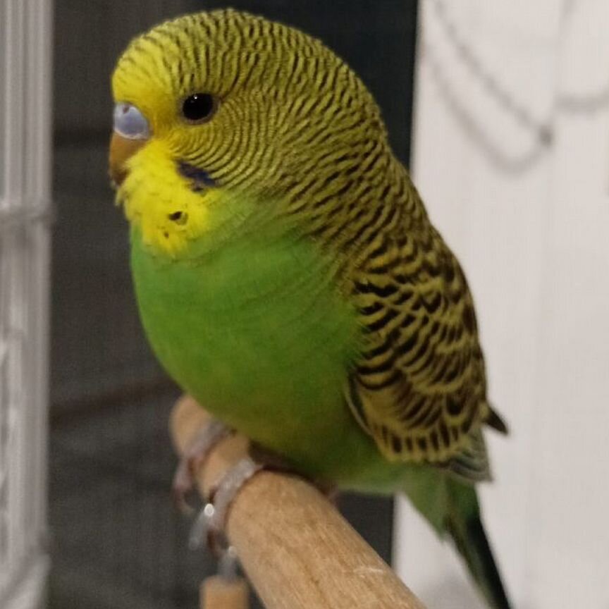 Птенец волнистого попугая