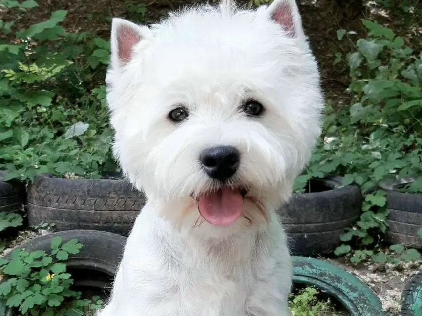 Щенки Вест хайленд вайт терьер