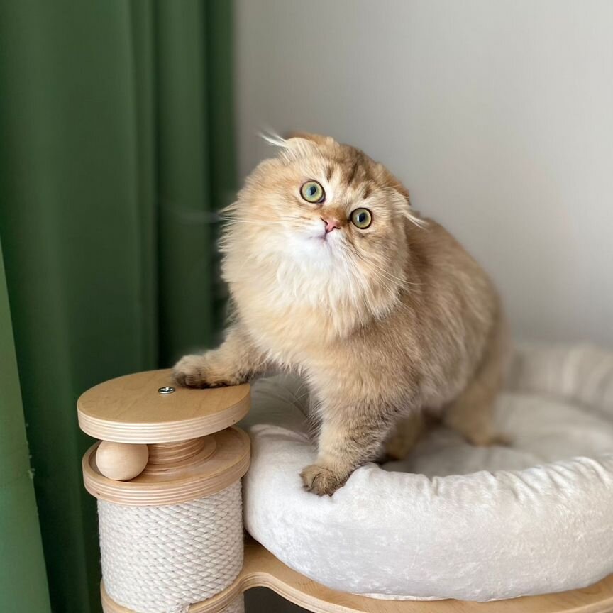 Бояр шотландский