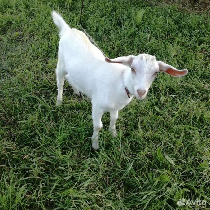 Козлята