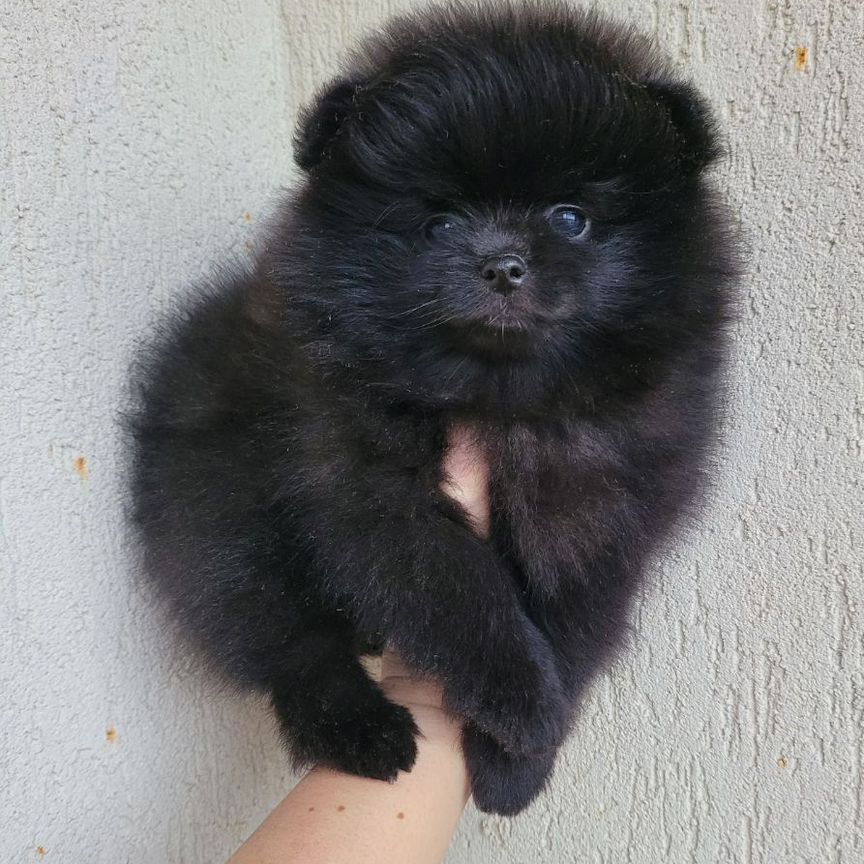 Померанский шпиц черного окраса
