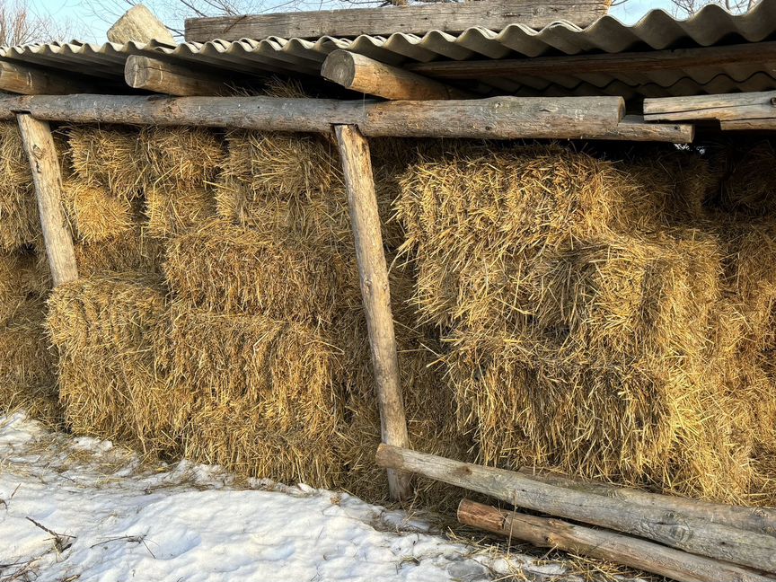 Сено суданка