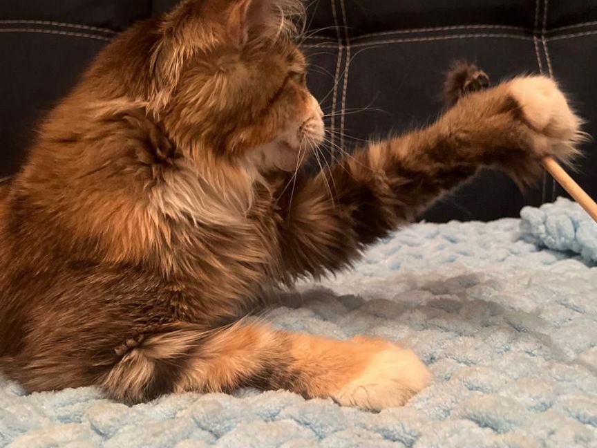 Полидакт 66/66 Стерелизованная